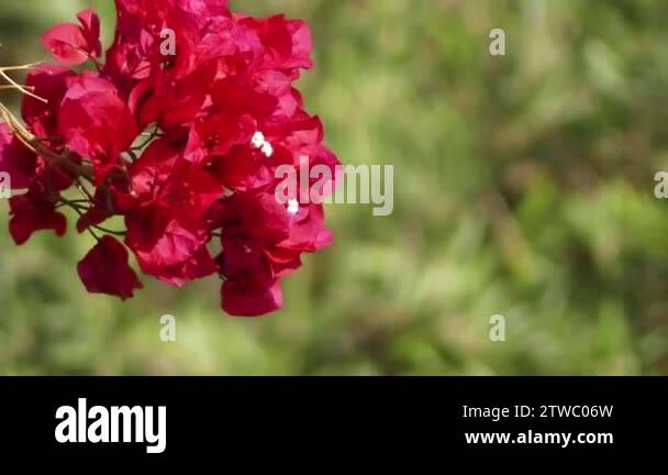 Bougainvillea are also known as buganvilla, bugambilia, bouganvilla ...