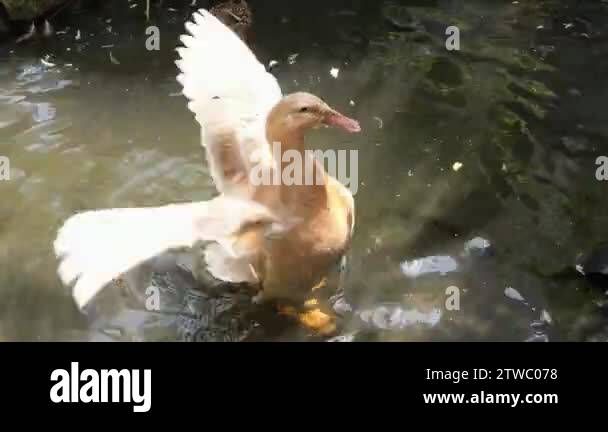 Buff wings Stock Videos & Footage - HD and 4K Video Clips - Alamy