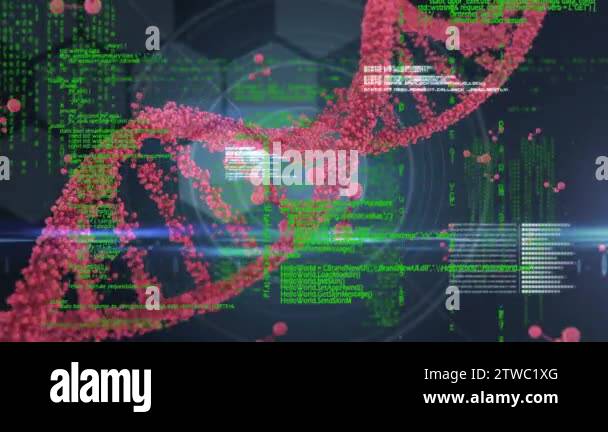 Digitally generated animation of a DNA double helix rotating with ...