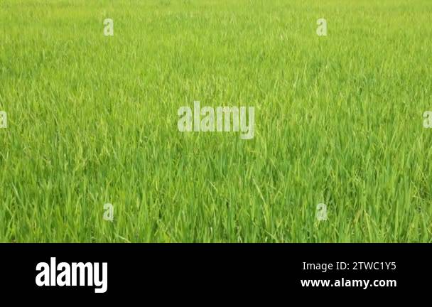 Rice growing in a paddy field Stock Videos & Footage - HD and 4K Video ...