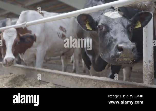 Calves feeding process on modern farm. Close up cow feeding on milk farm. Cow on dairy farm ...
