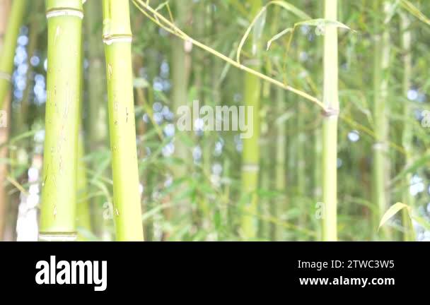 Trunk tree hi Stock Videos & Footage - HD and 4K Video Clips - Alamy