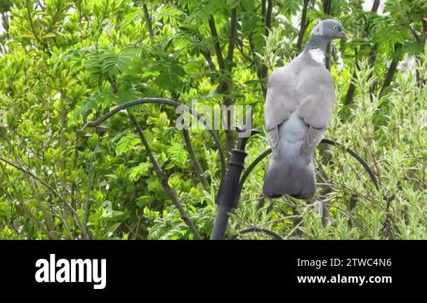 British pigeon feather Stock Videos & Footage - HD and 4K Video Clips ...