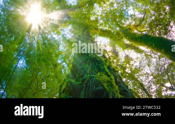 Video 1920x1080 - The trees in the humid tropical forest covered with ...