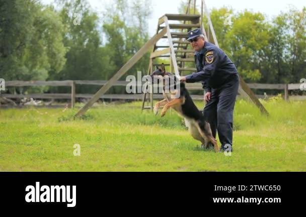 Animal on arm Stock Videos & Footage - HD and 4K Video Clips - Alamy