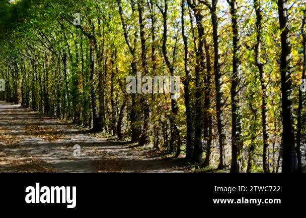 Beech road Stock Videos & Footage - HD and 4K Video Clips - Alamy