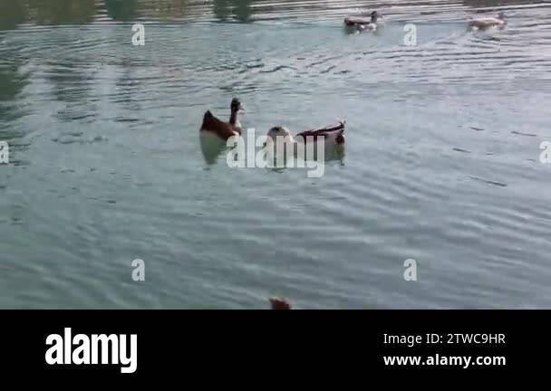 Beautiful Hamburg Skyline Sunset Binnenalster Alster Lake Landmarks ...