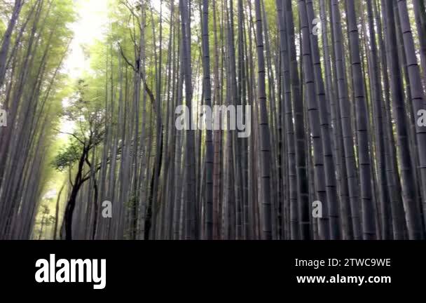 High bamboo trees Stock Videos & Footage - HD and 4K Video Clips - Alamy