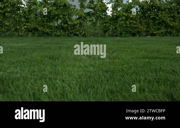 Beautiful view of front yard of private garden. Green grass lawn with ...