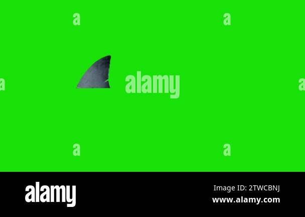 White Shark Fin Ocean Left Right Green Screen 3D Rendering Animations ...