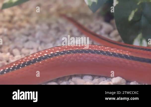 Bamboo snake Stock Videos & Footage - HD and 4K Video Clips - Alamy