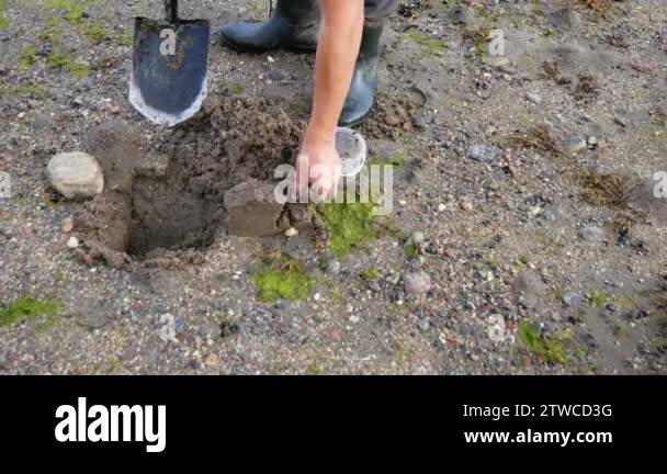 Earth worms sand Stock Videos & Footage - HD and 4K Video Clips - Alamy