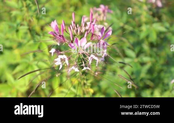 Cleome hassleriana violet queen Stock Videos & Footage - HD and 4K ...
