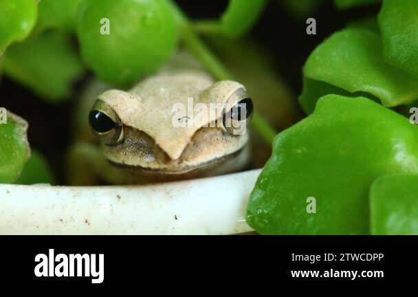 Tree frog head and eye macro close up static shot, sat in a plant pot ...