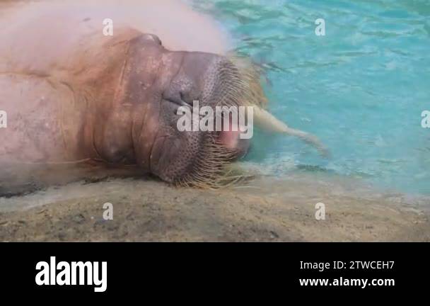 Flipper face Stock Videos & Footage - HD and 4K Video Clips - Alamy