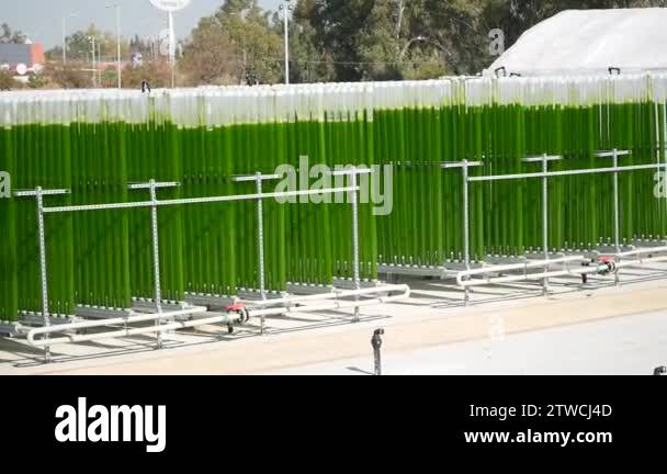 Algae growing plant in vertical transparent plastic cylinders Stock ...