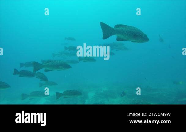 Leopard grouper (Mycteroperca rosacea), group feeding from the reefs of ...