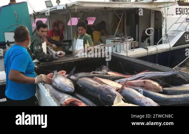 Cook Islanders fishermen unloading their catch in Ports of Avatiu. Cook ...