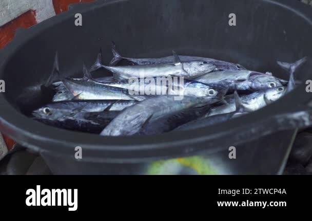 Fish fishing boat salt Stock Videos & Footage - HD and 4K Video Clips ...