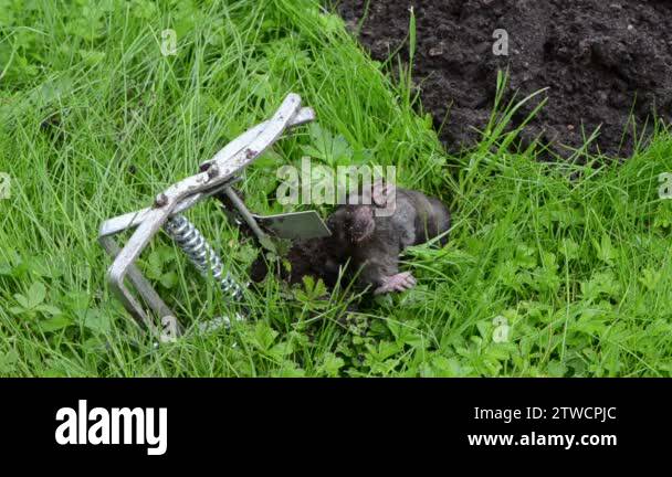 Animal pit trap Stock Videos & Footage - HD and 4K Video Clips - Alamy