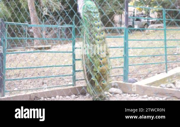 beautiful dancing peacock. aviary with peacocks in the season of mating ...