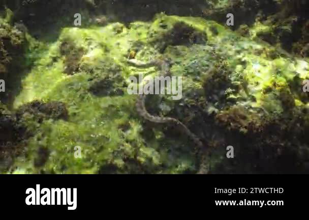 European water snake Stock Videos & Footage - HD and 4K Video Clips - Alamy