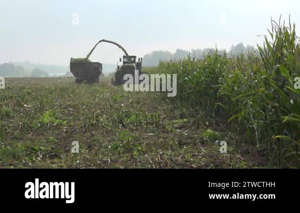 Corn maize fodder forage Stock Videos & Footage - HD and 4K Video Clips ...