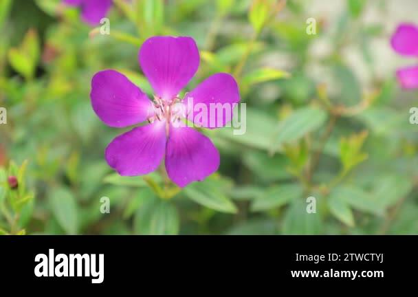 Princess flower glory bush tibouchina Stock Videos & Footage - HD and ...