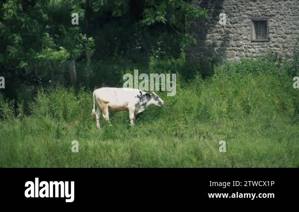 Stone cow barn Stock Videos & Footage - HD and 4K Video Clips - Alamy