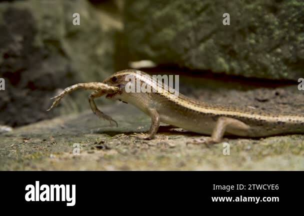 Frog lizard Stock Videos & Footage - HD and 4K Video Clips - Alamy