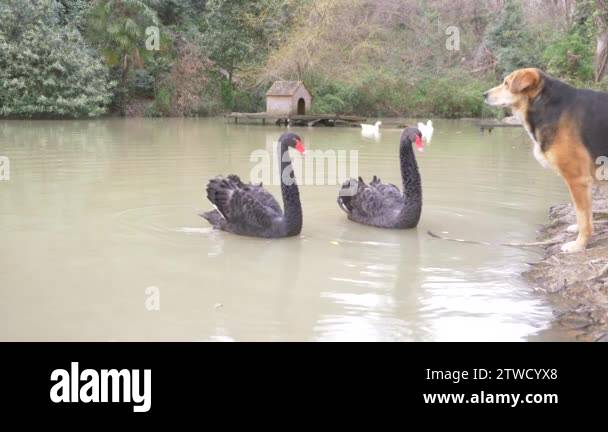Two black swans swim in the lake. a pair of black swans protect their ...