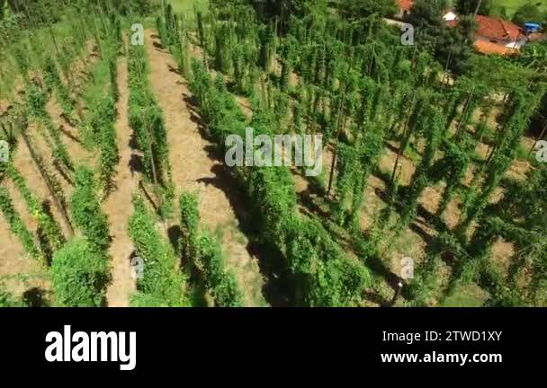Brazilian Hop field plant growing on a Hop farm, plantation of hop ...