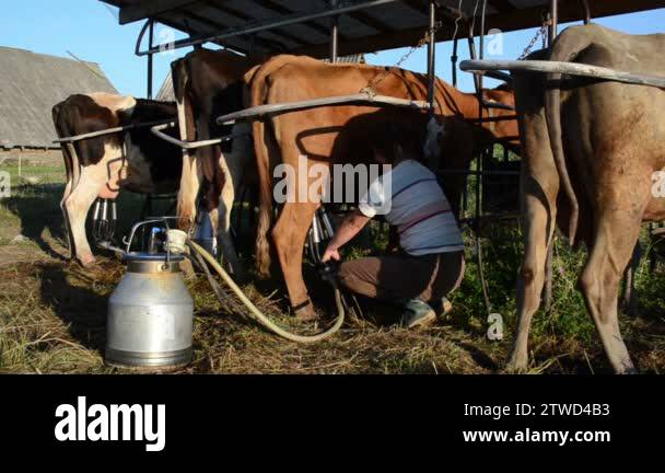 Woman milking cow machine Stock Videos & Footage - HD and 4K Video ...