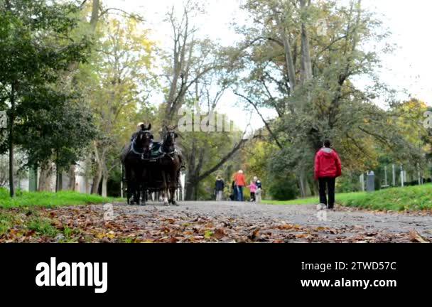Horse carriage coach driver Stock Videos & Footage - HD and 4K Video ...
