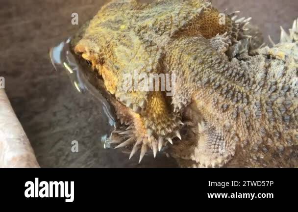 Desert lizard drinking water Stock Videos & Footage - HD and 4K Video ...