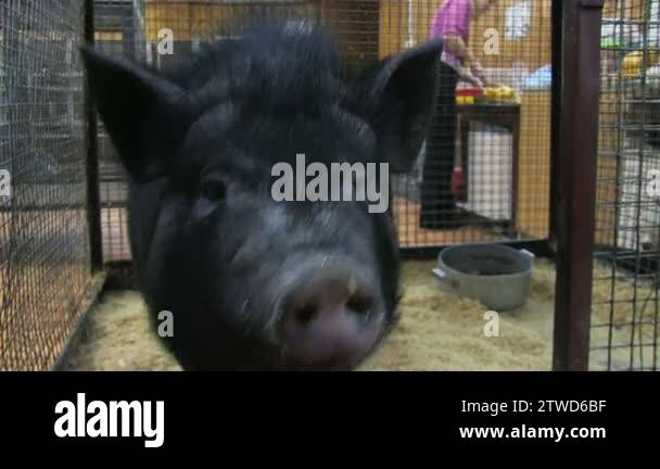 Pig triangle Stock Videos & Footage - HD and 4K Video Clips - Alamy