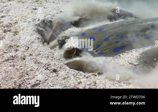 Bluespotted stingray Taeniura Lumma burrows into sand underwater Red ...