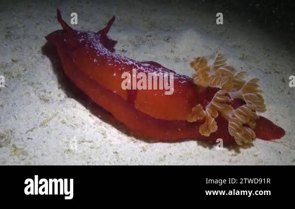 Shellfish underwater Stock Videos & Footage - HD and 4K Video Clips - Alamy