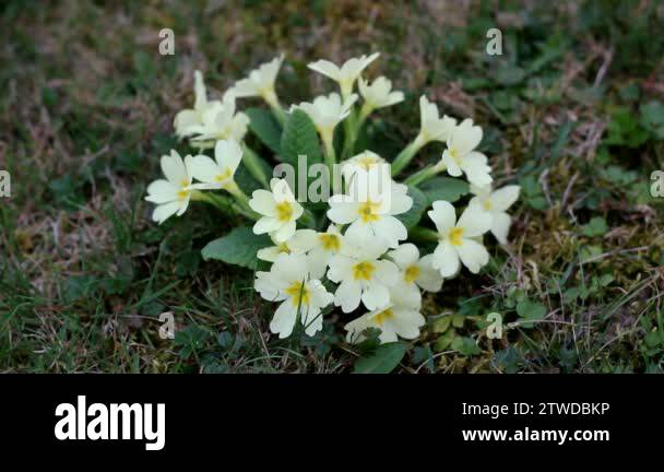 Primrose in spring field Stock Videos & Footage - HD and 4K Video Clips ...