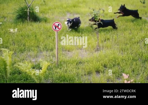 Walking forbidden sign on Stock Videos & Footage - HD and 4K Video ...