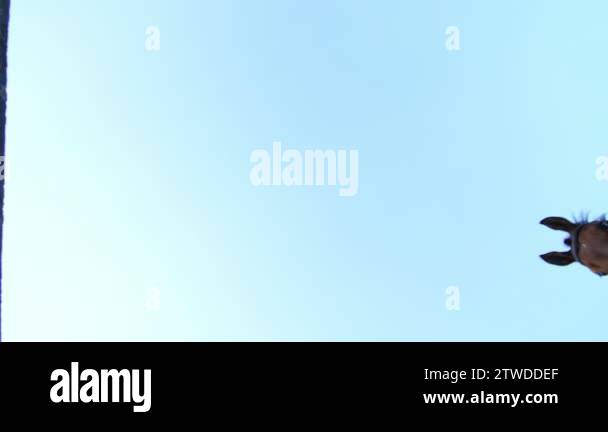 Horse racing jump jockey Stock Videos & Footage - HD and 4K Video Clips ...