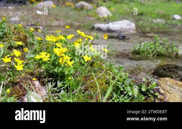 Spring flowers pyrenees spain Stock Videos & Footage - HD and 4K Video ...