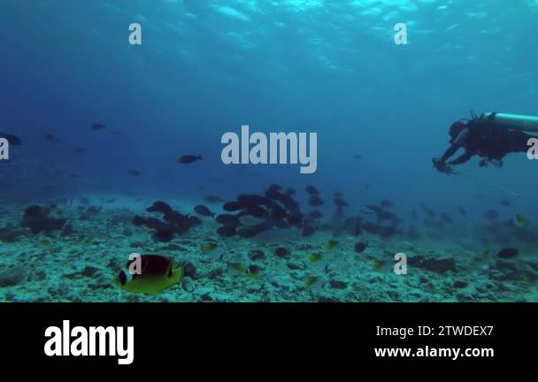 INDIAN OCEAN, MALDIVES, ASIA - MARCH 2018: Scuba diver brings fish to ...