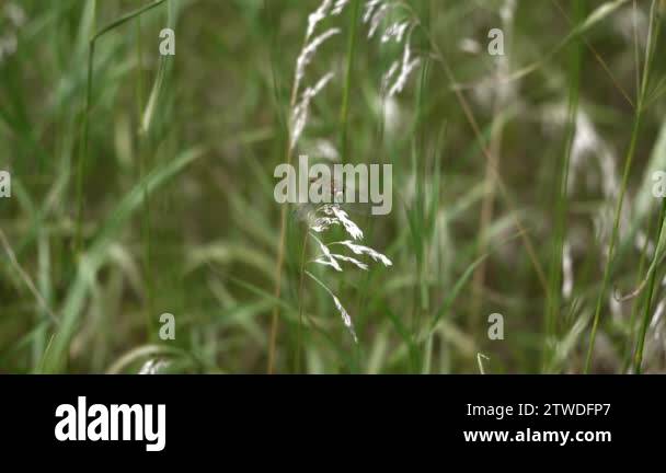 Ruby day Stock Videos & Footage - HD and 4K Video Clips - Alamy