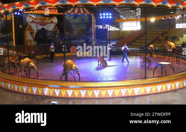 Circus cage Stock Videos & Footage - HD and 4K Video Clips - Alamy