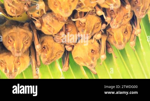 Tent making bats Stock Videos & Footage - HD and 4K Video Clips - Alamy