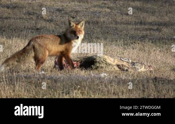 wild animal red fox Vulpes eating roe deer carrion on field Stock Video ...