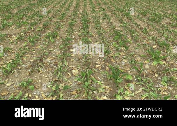 Sugar beet plants field Stock Videos & Footage - HD and 4K Video Clips ...