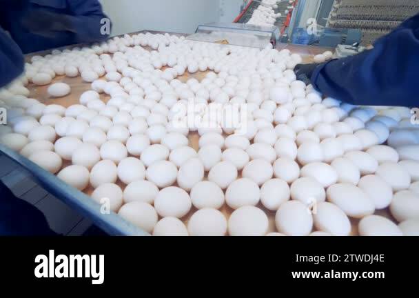 Chicken farm poultry workers sorting eggs at factory conveyor Stock ...