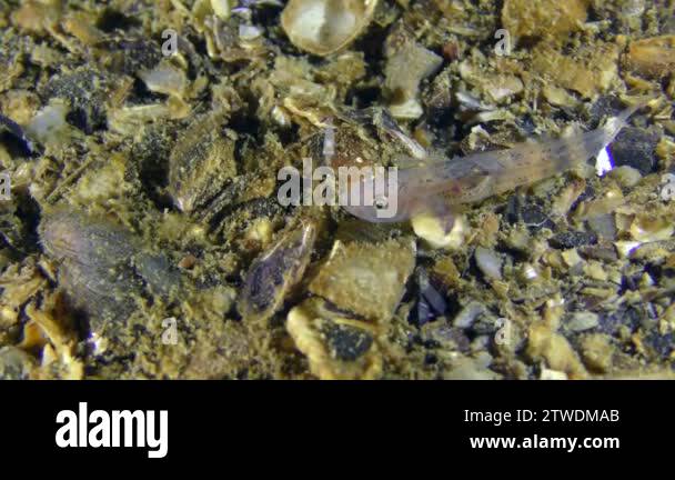 Aphia minuta Stock Videos & Footage - HD and 4K Video Clips - Alamy